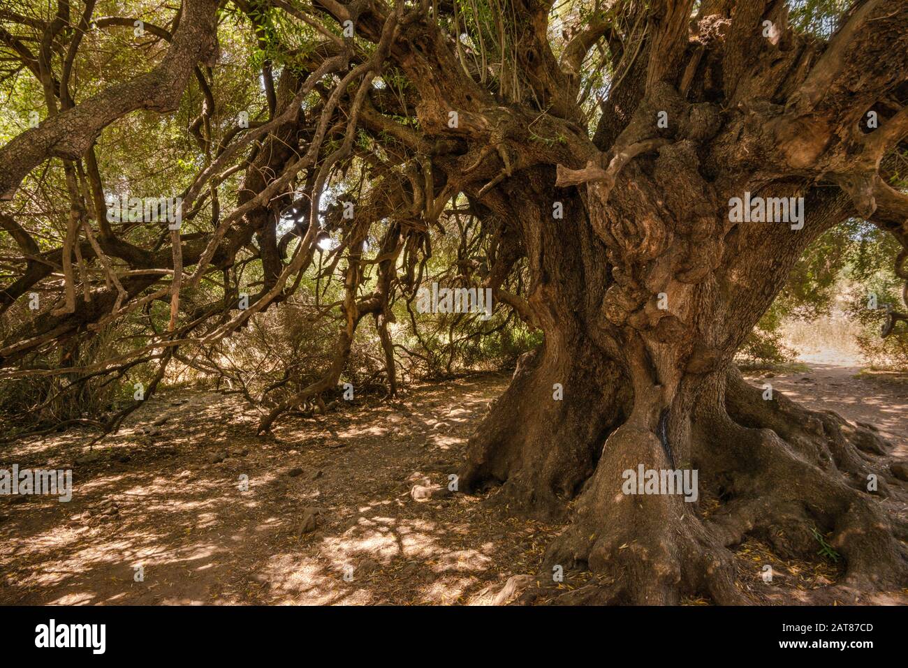 Gnarled branches of ancient, 2000 years old, olive tree at Olivastri ...
