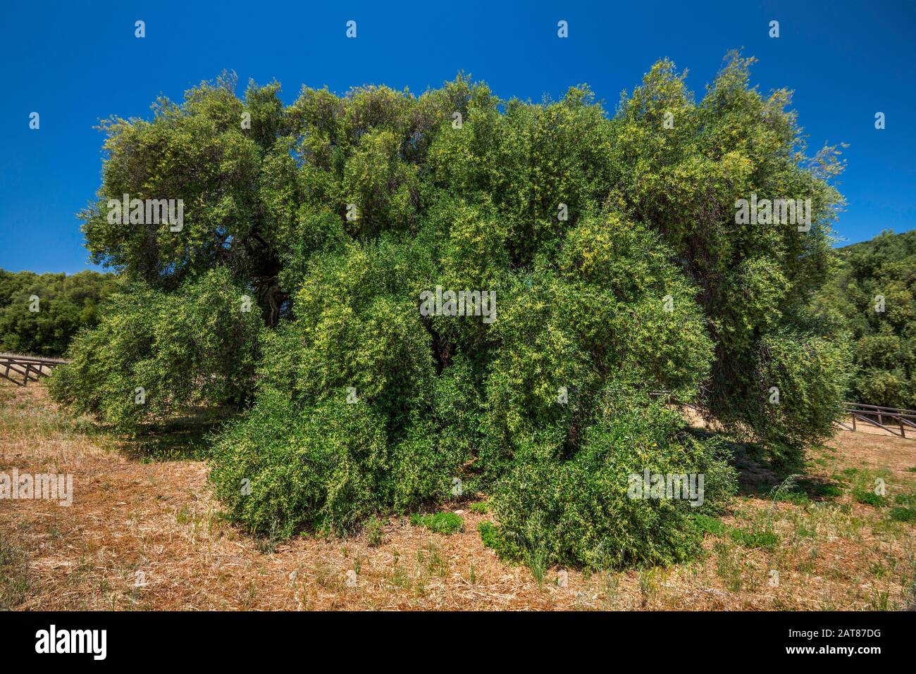 Ancient, between 3800 and 4000 years old, olive tree at Olivastri ...