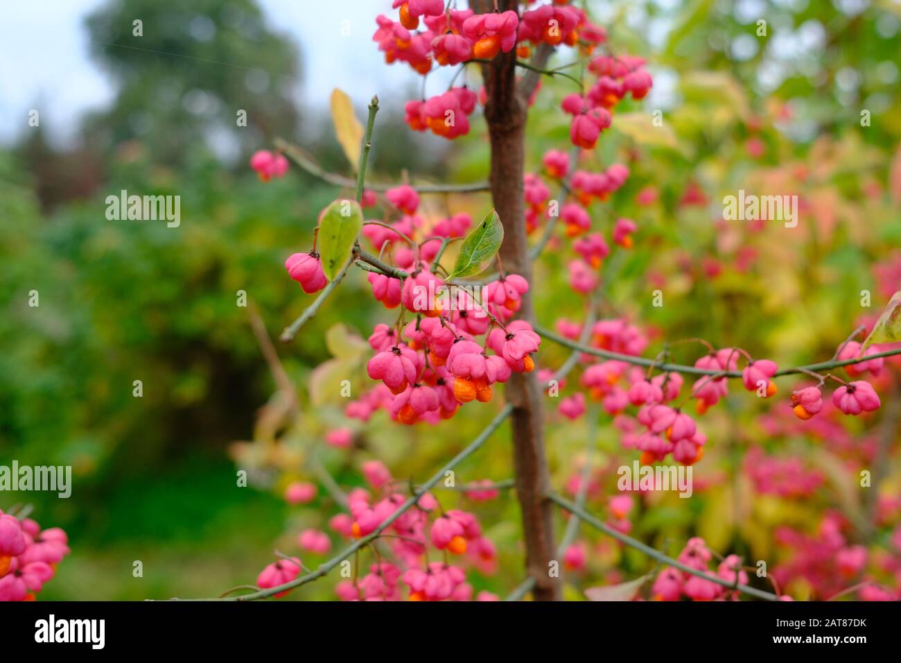 Spindle Tree, Euonymus hamiltonianus, autumn and winter colour Stock ...