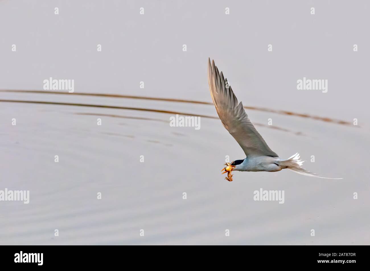 Flying bird with catch hi-res stock photography and images - Alamy