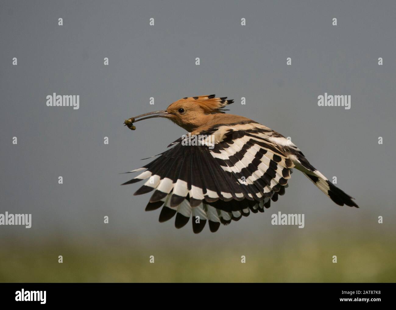 Hoopoe (Upupa epops), in flight, carrying a grub, Hortobágy National ...