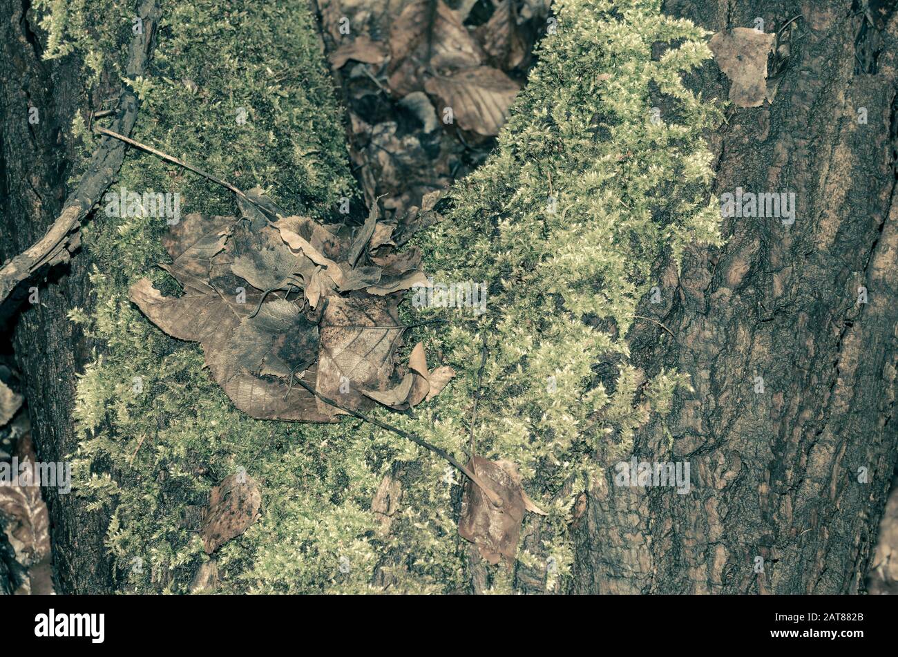 Old weathered tree trunk covered by moss and dry leaves. Close up view ...