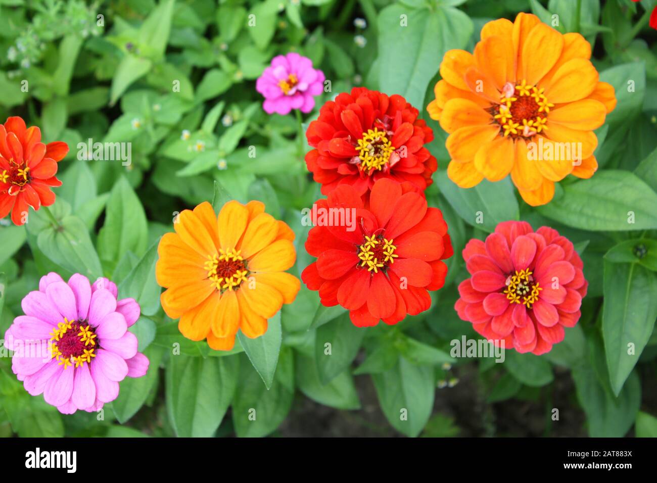 Zinnia flowers in the garden hi-res stock photography and images - Alamy