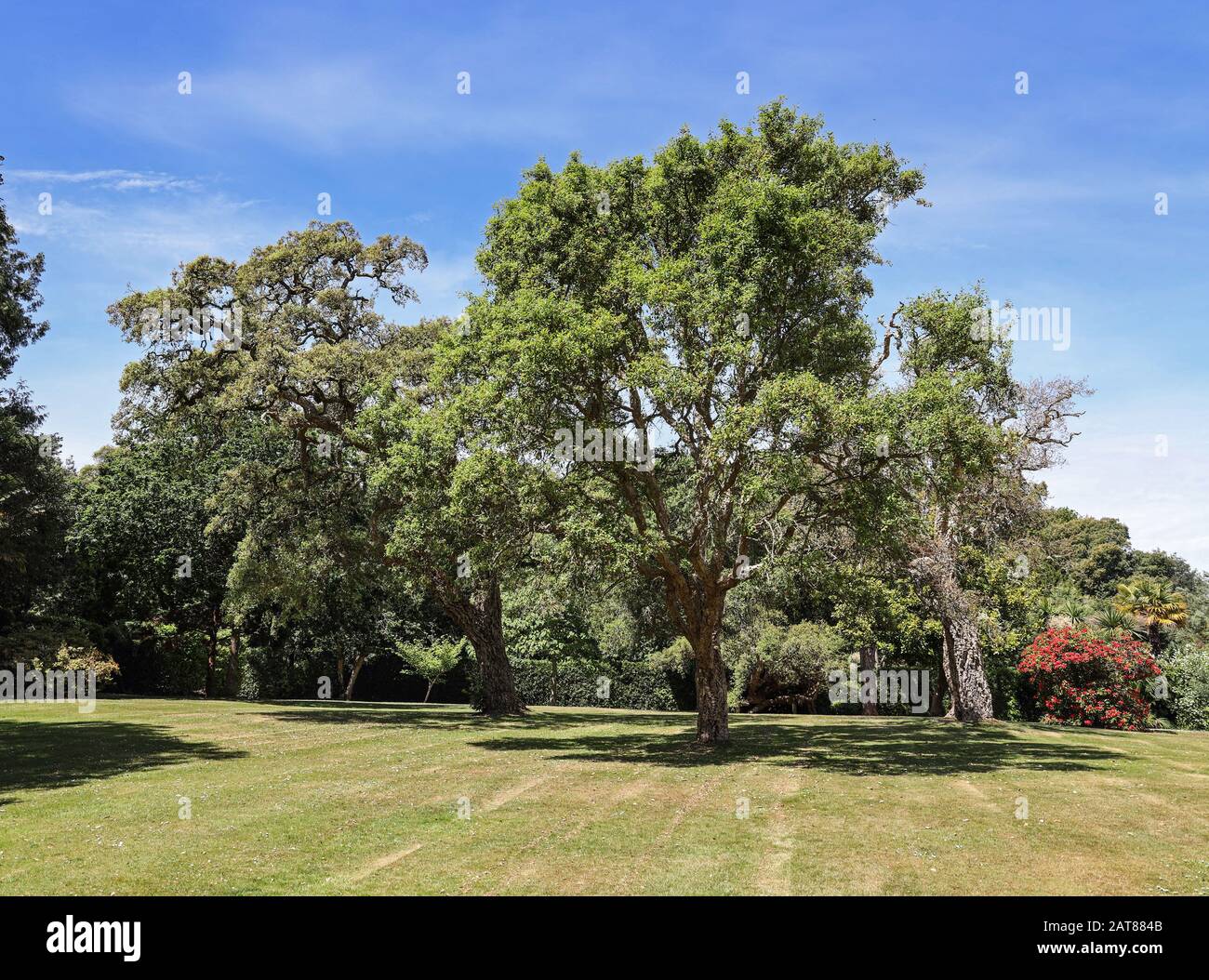 Cork trees in the English Garden at Mount Edgcumbe Park Cornwall Summer ...