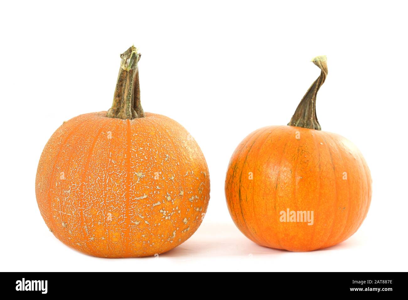 Cucurbita pepo pumpkins Cut Out Stock Images & Pictures - Alamy