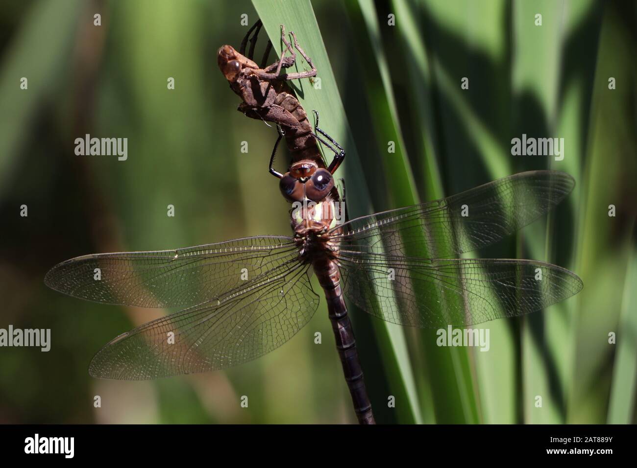 Darner dragonfly hatching on cattail from nymph state Ohio USA Stock ...