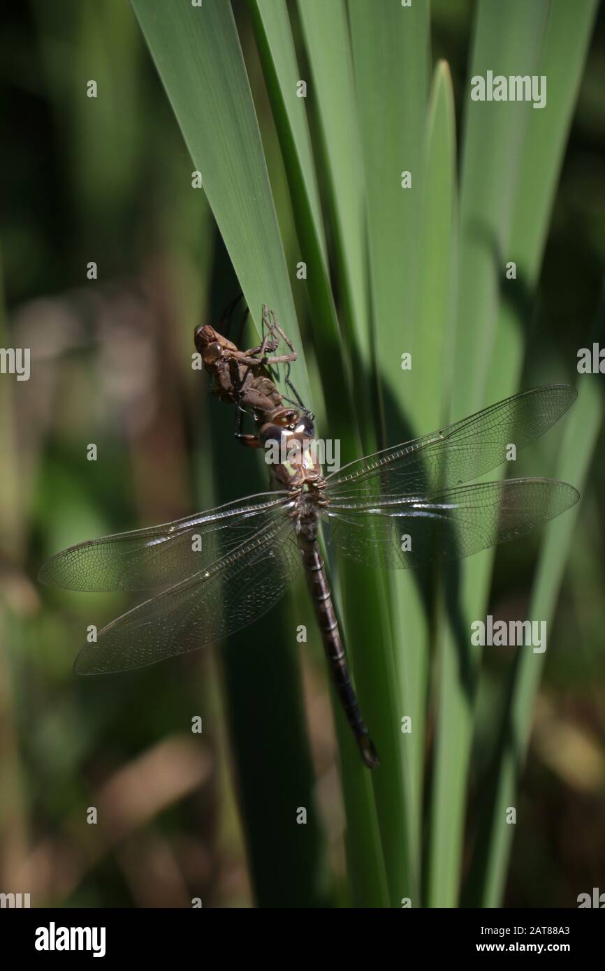 Darner dragonfly hatching on cattail from nymph state Ohio USA Stock ...