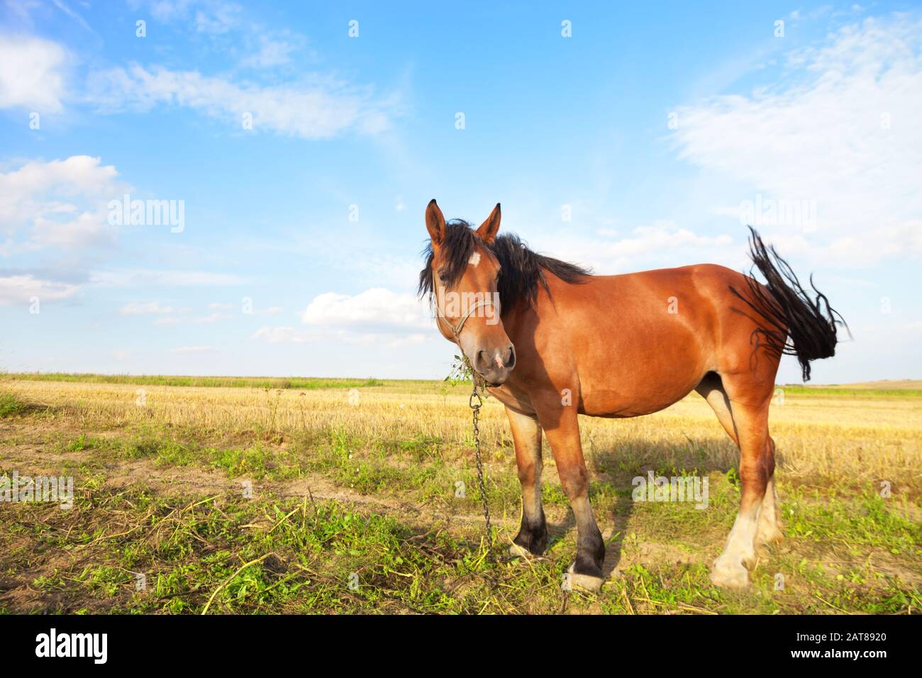 Chained horse hi-res stock photography and images - Alamy