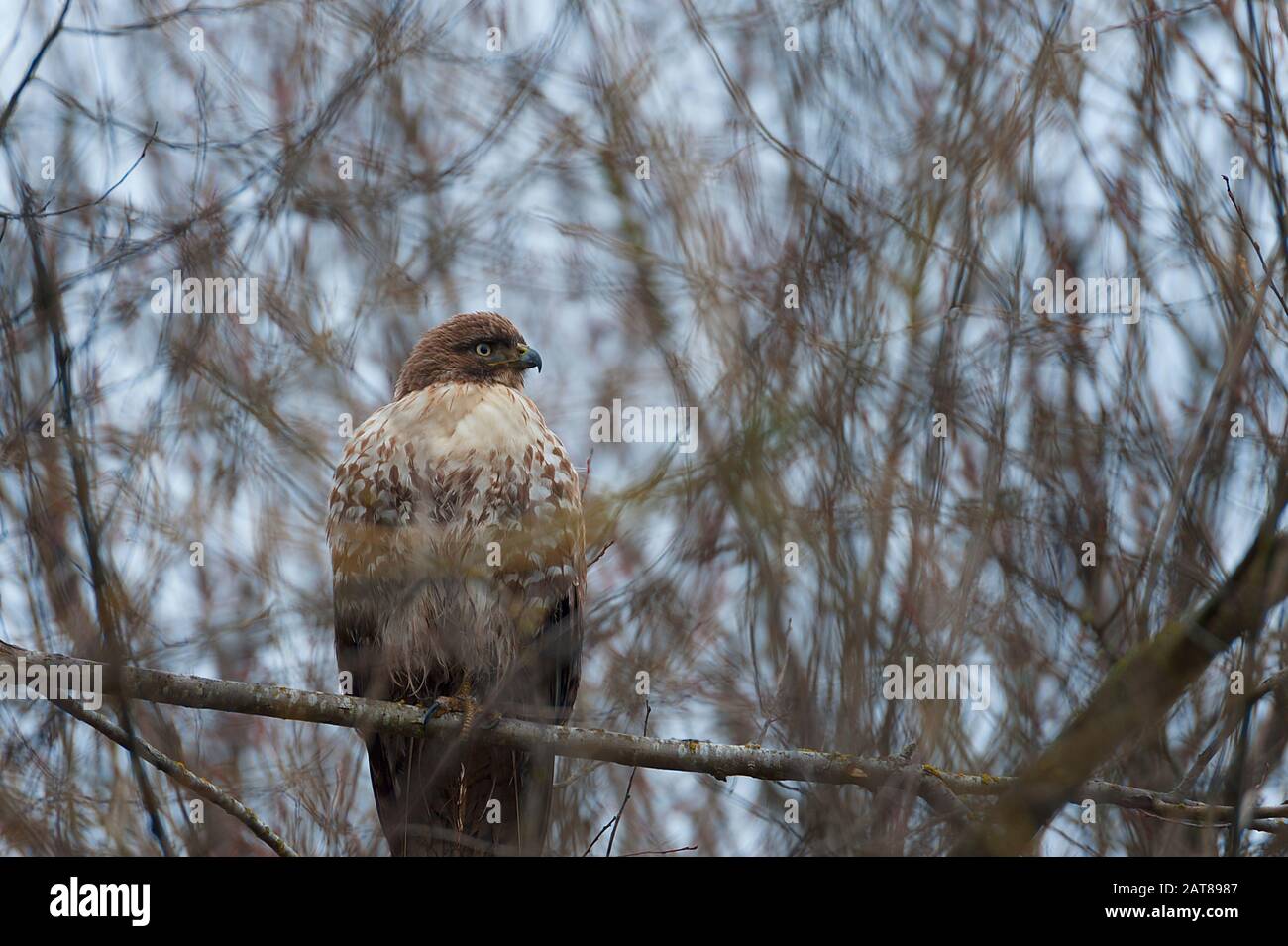 Redtail hawk hi-res stock photography and images - Alamy