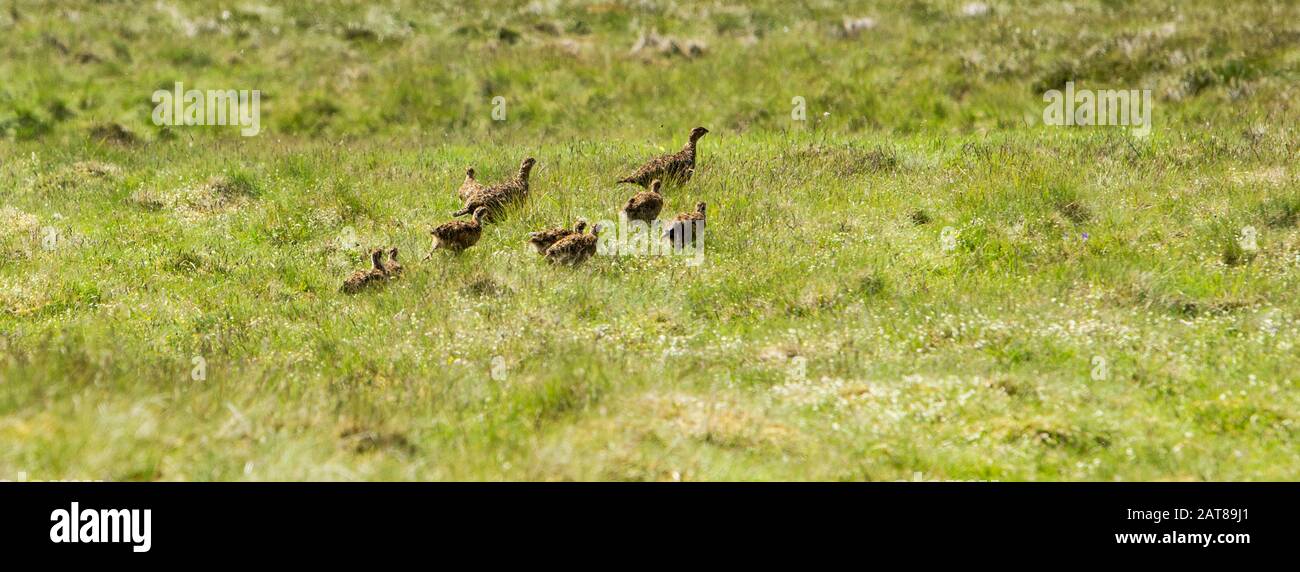 A family of Red Grouse at Cow Green Reservoir in the Upper Teesdale ...