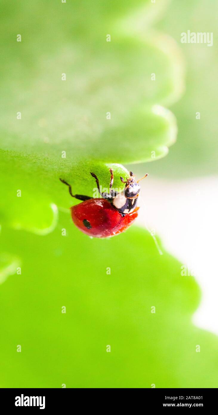 Macro of ladybug on a blade of grass in the morning sun Ladybug - bug ...