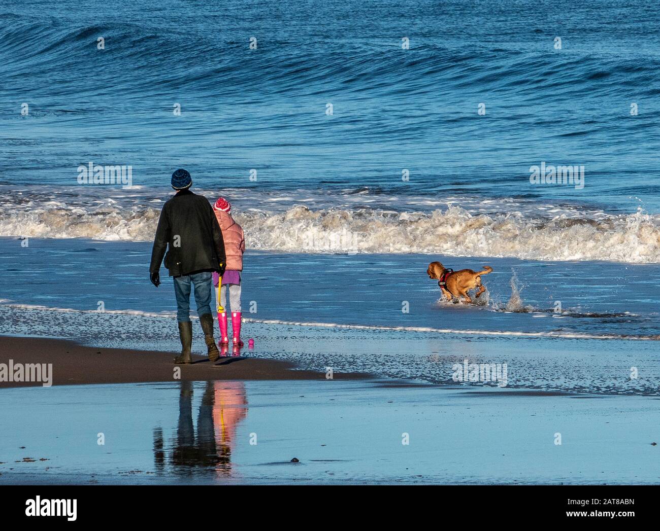 Pet outing hi-res stock photography and images - Alamy