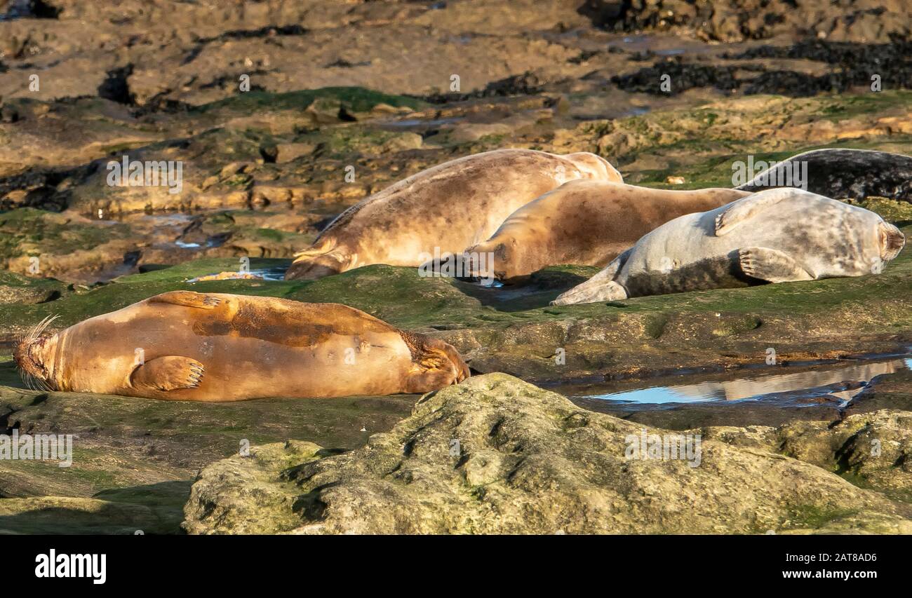 Pod of seals hi-res stock photography and images - Alamy