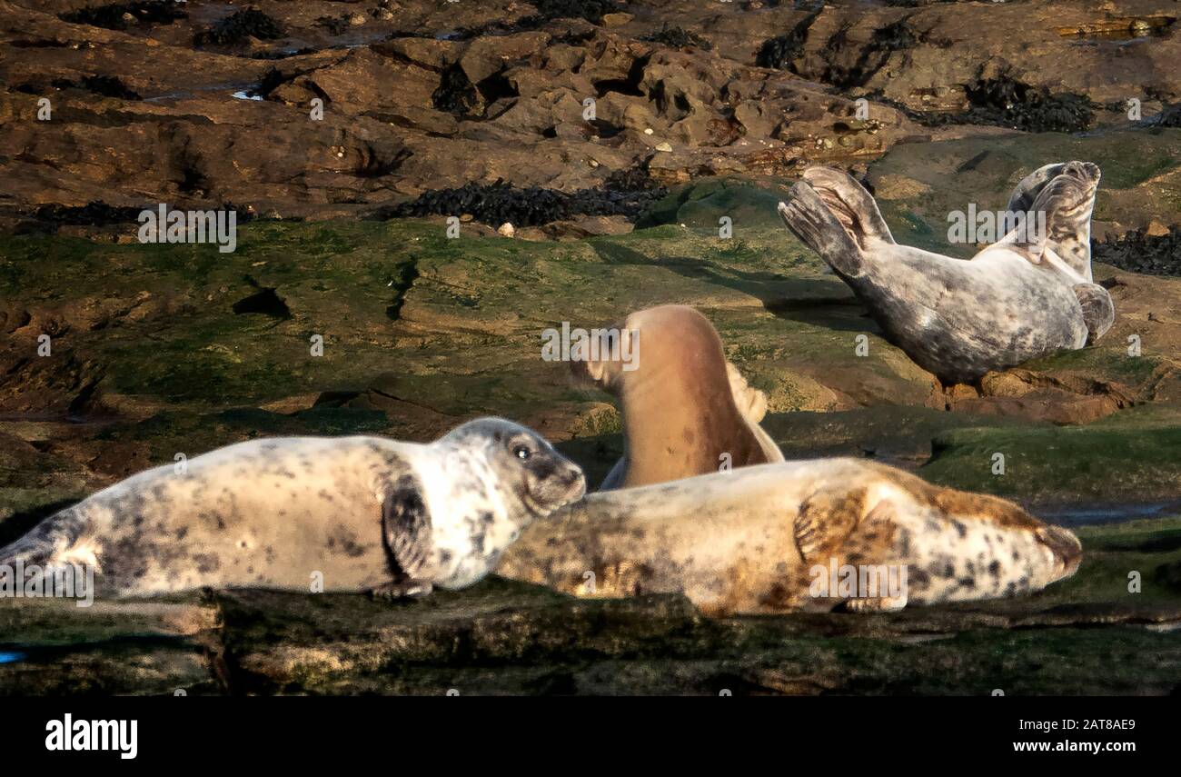Nap time hi-res stock photography and images - Alamy