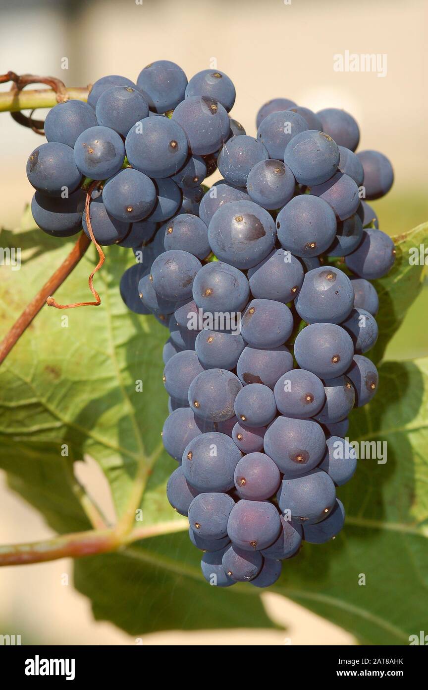 Concord farm hi-res stock photography and images - Alamy