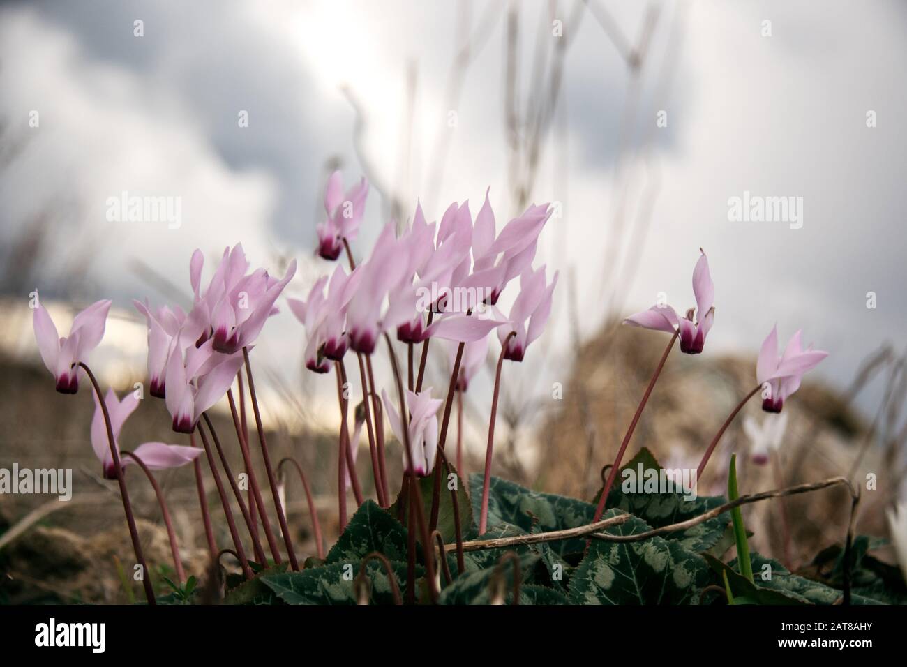 Cyclamen persicum Persian cyclamen flowers growing in the ...