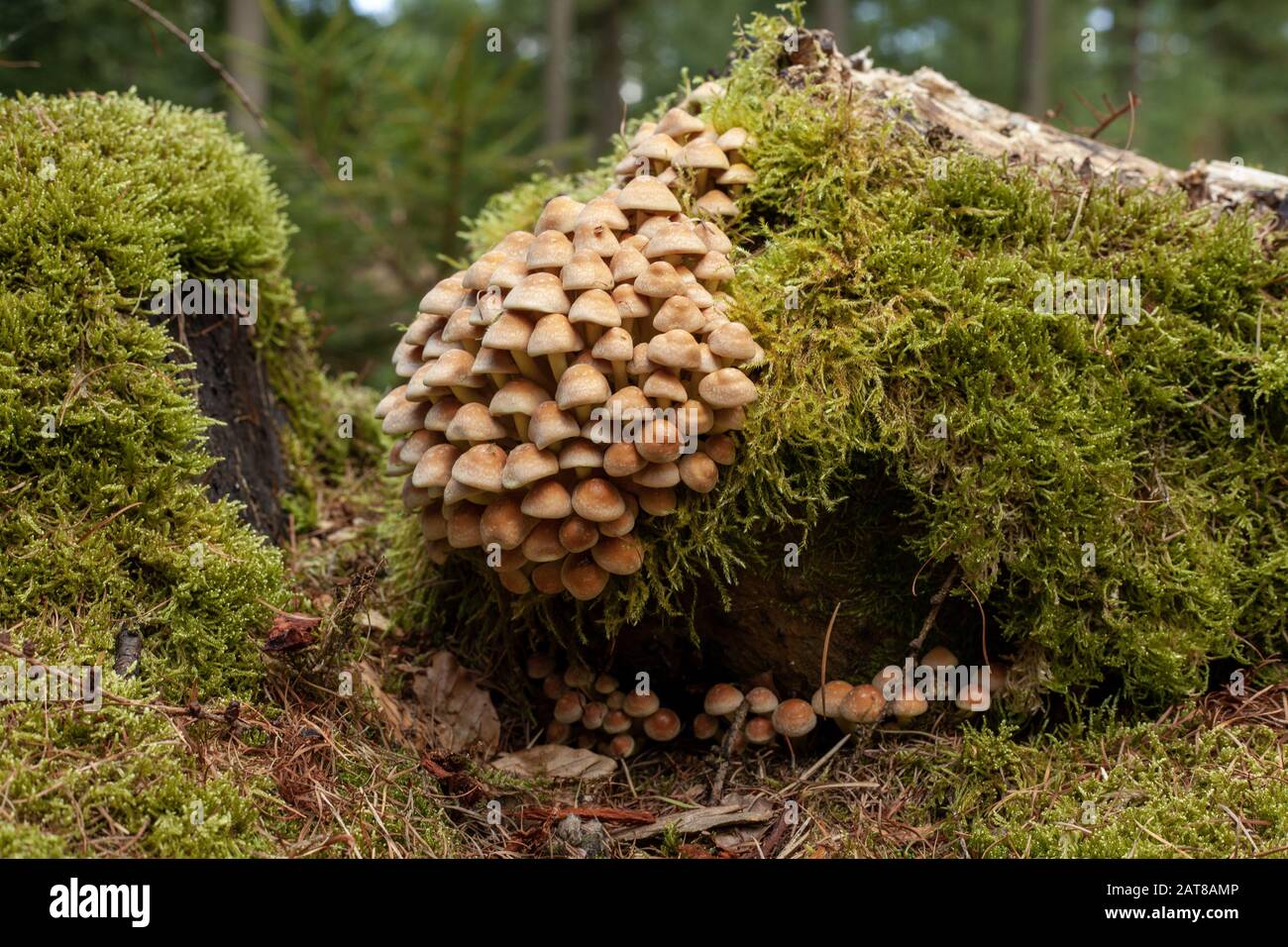 Rock covered in mosses and mushrooms in a forest under the sunlight ...