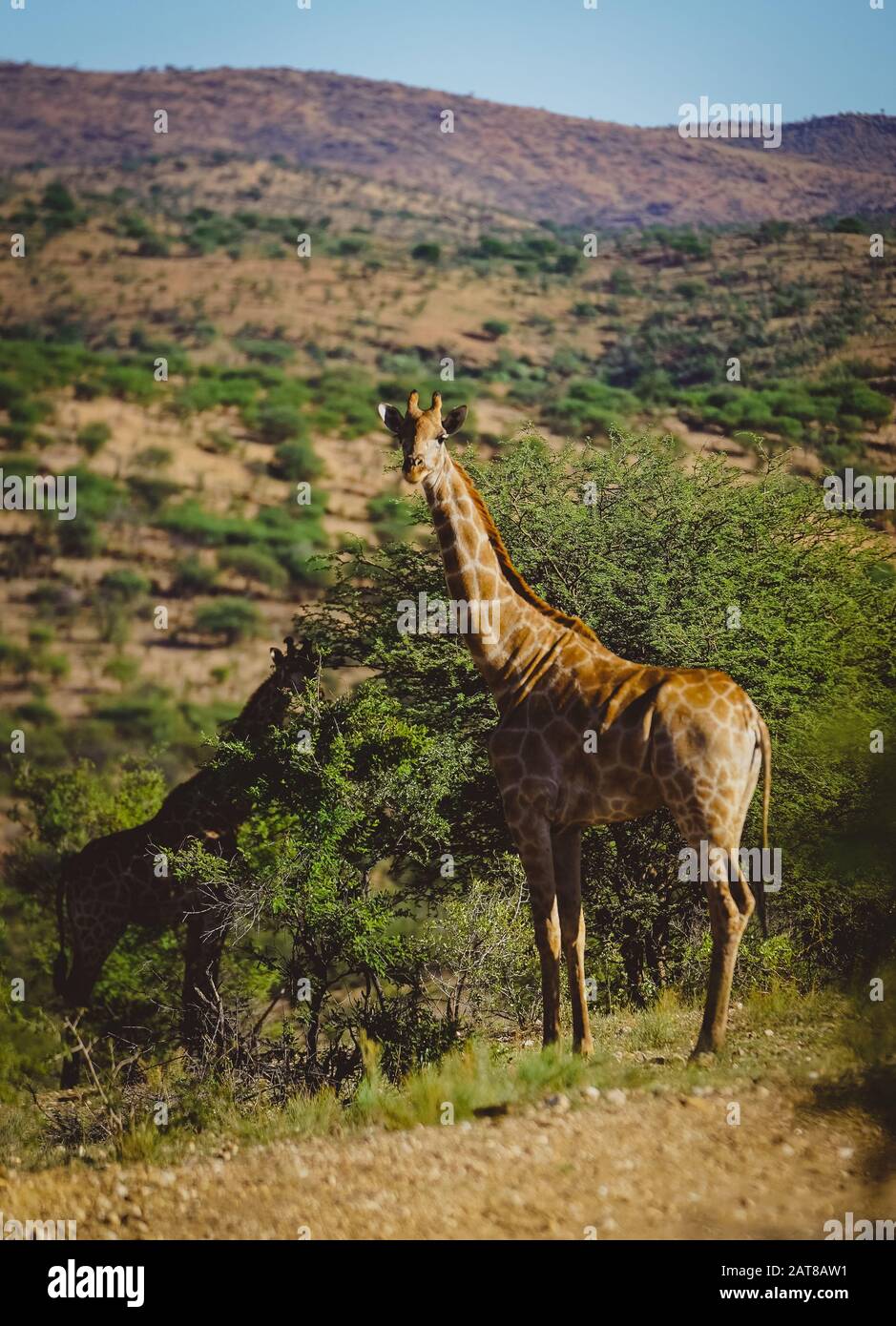 Giraffe staring at lion hi-res stock photography and images - Alamy