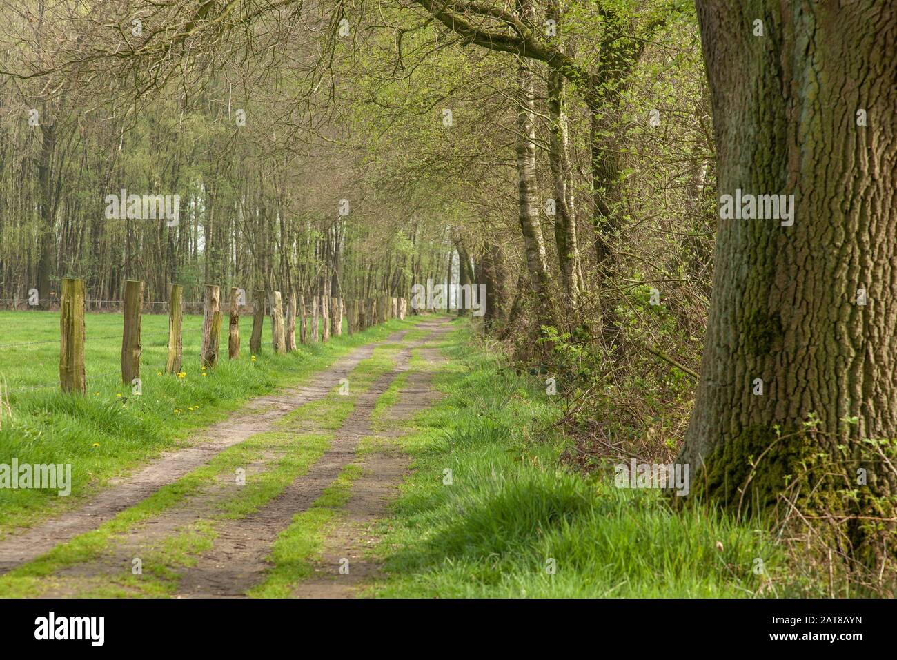 Country road with birches in the Netherlands Stock Photo - Alamy