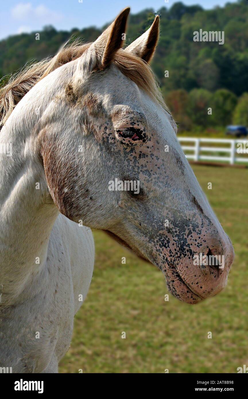 A white horse with spotted face Stock Photo - Alamy