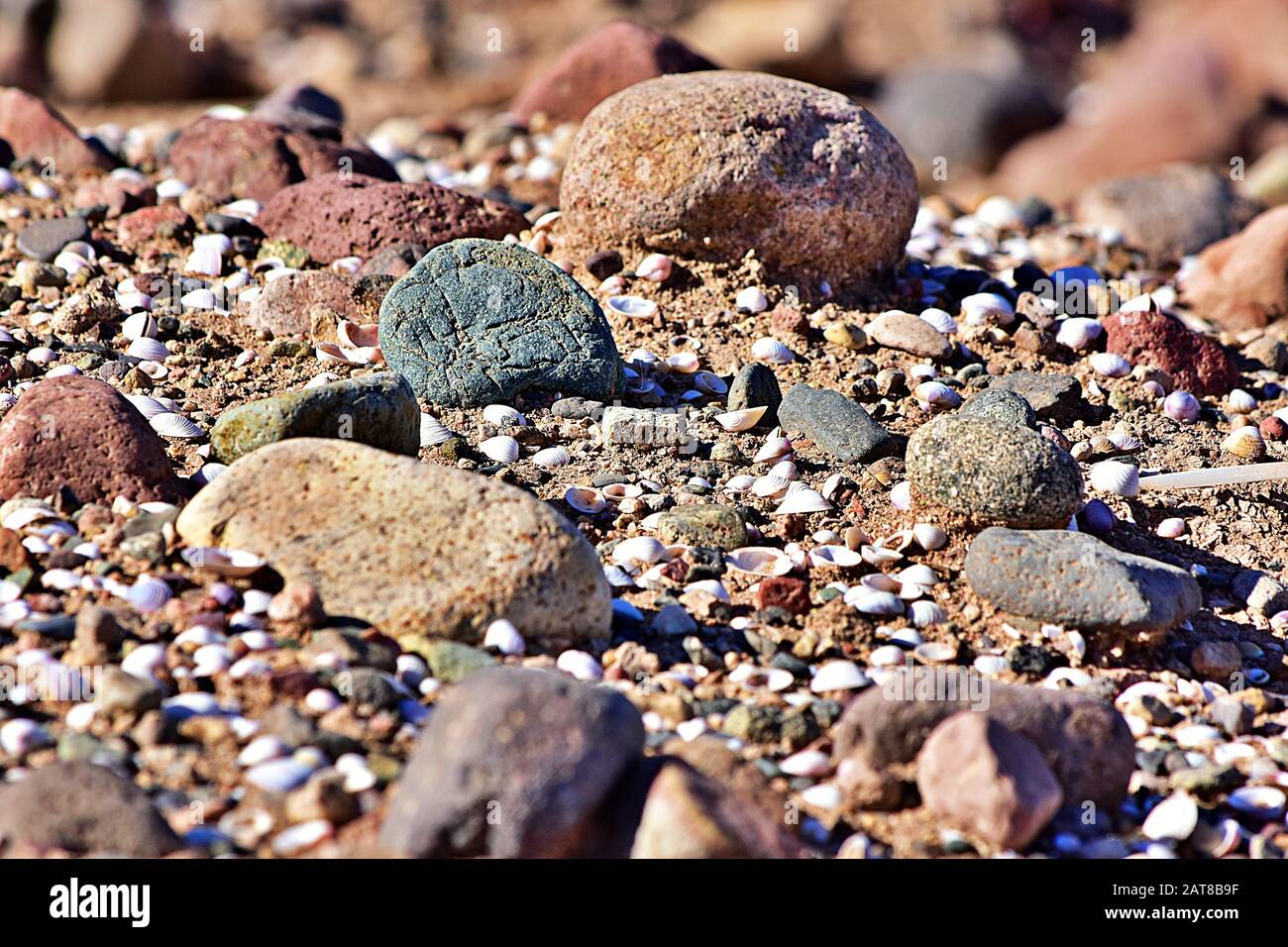 Stones and shells on sandy ground Stock Photo - Alamy