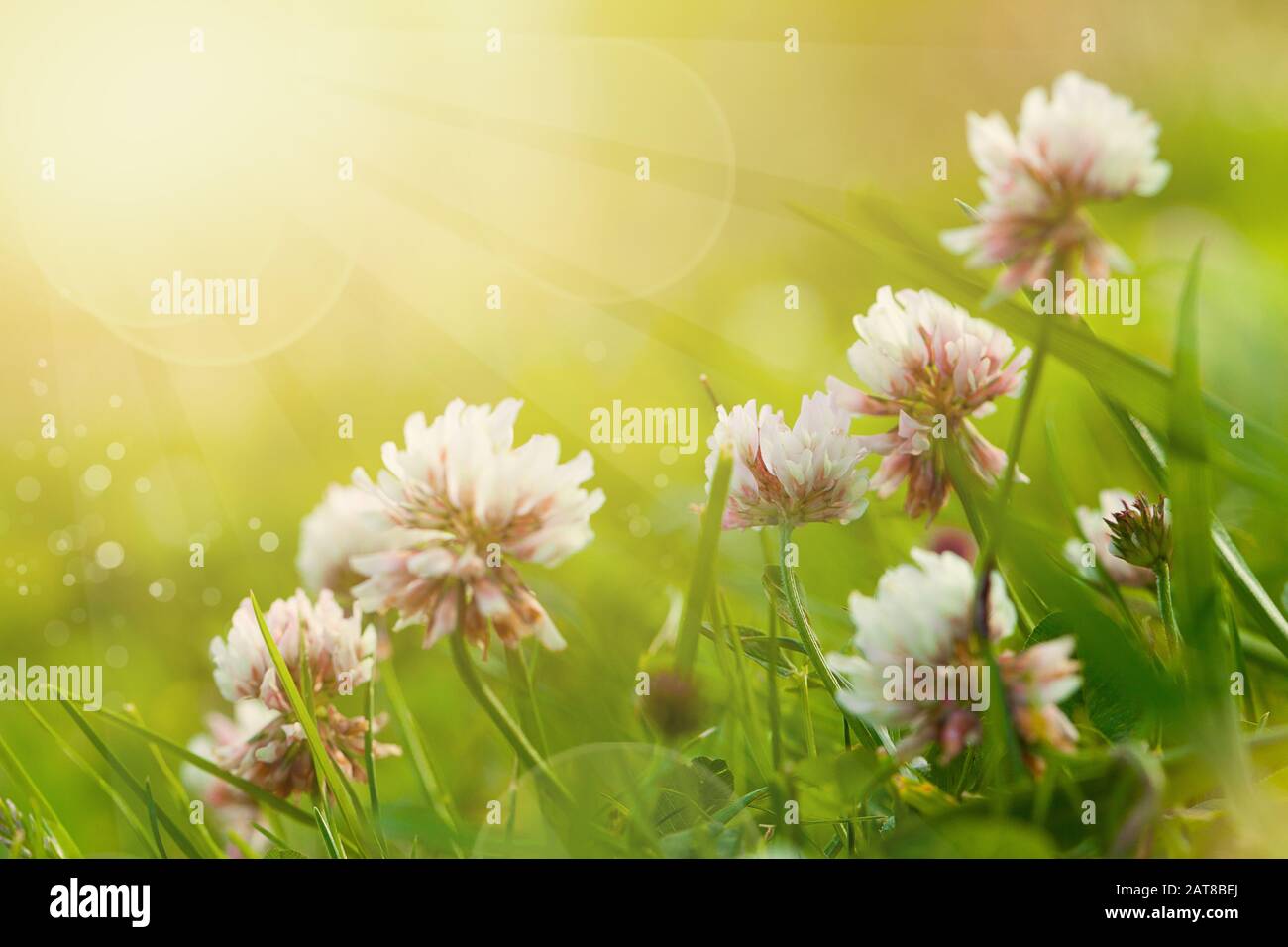 Art Spring Natural Green Background with sunlight and bokeh, Clover ...