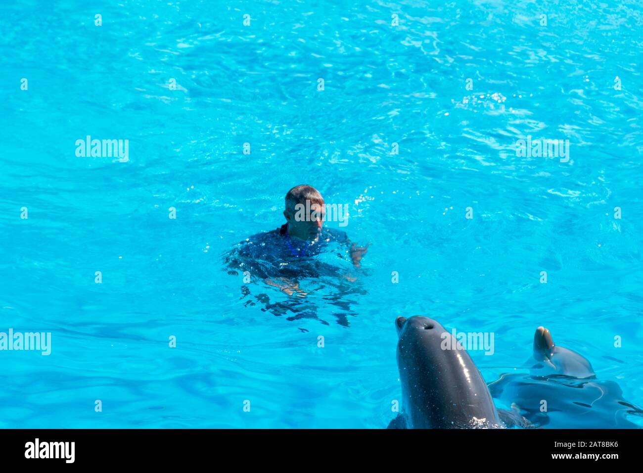 Dolphin carrying on his back his trainer at the surface of the water ...