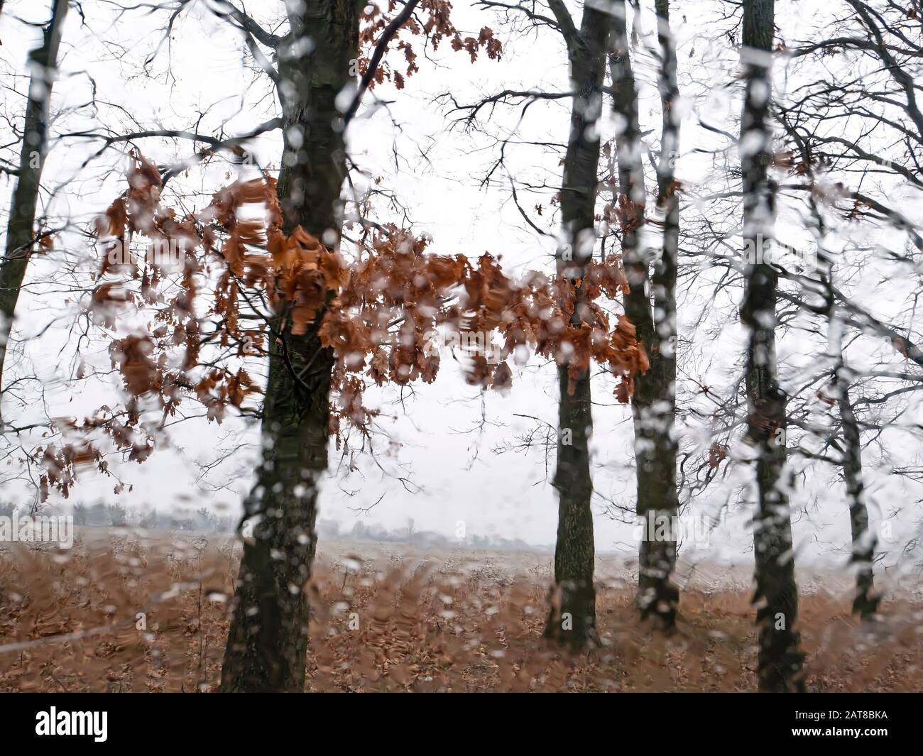View through the wet window on the trees in autumn rainy weather ...