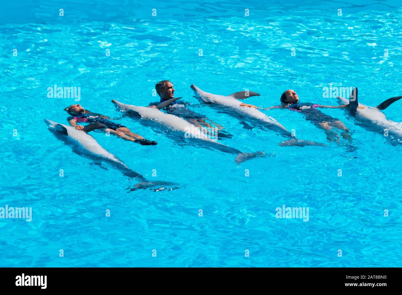Dolphins floating at the surface of the water with their trainers Stock ...
