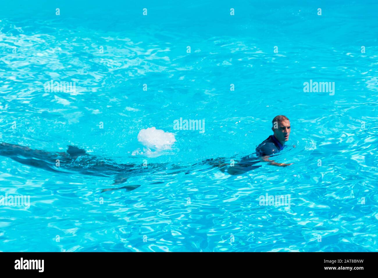 Dolphins carrying hi-res stock photography and images - Alamy