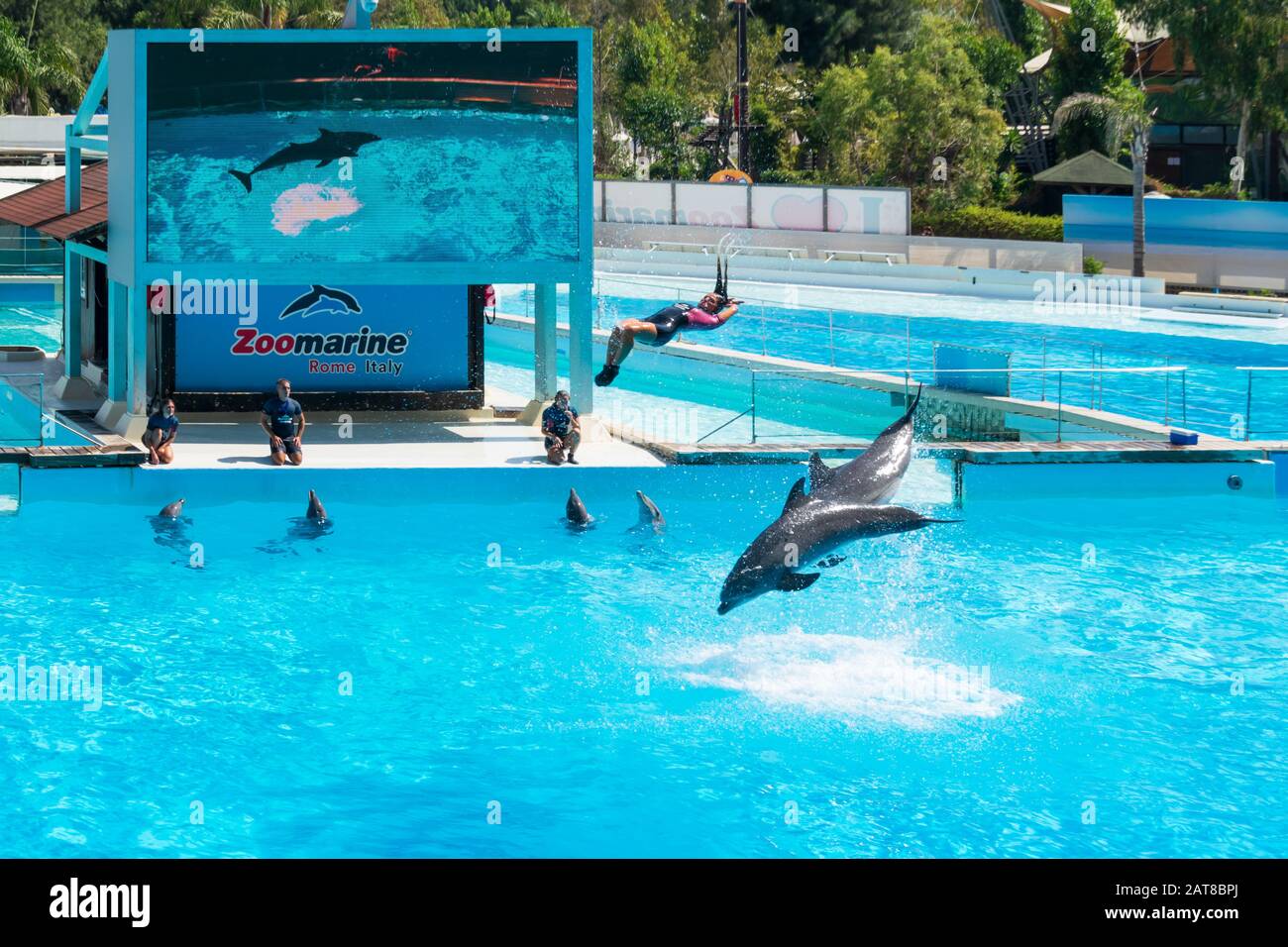 Dolphin helping hi-res stock photography and images - Alamy