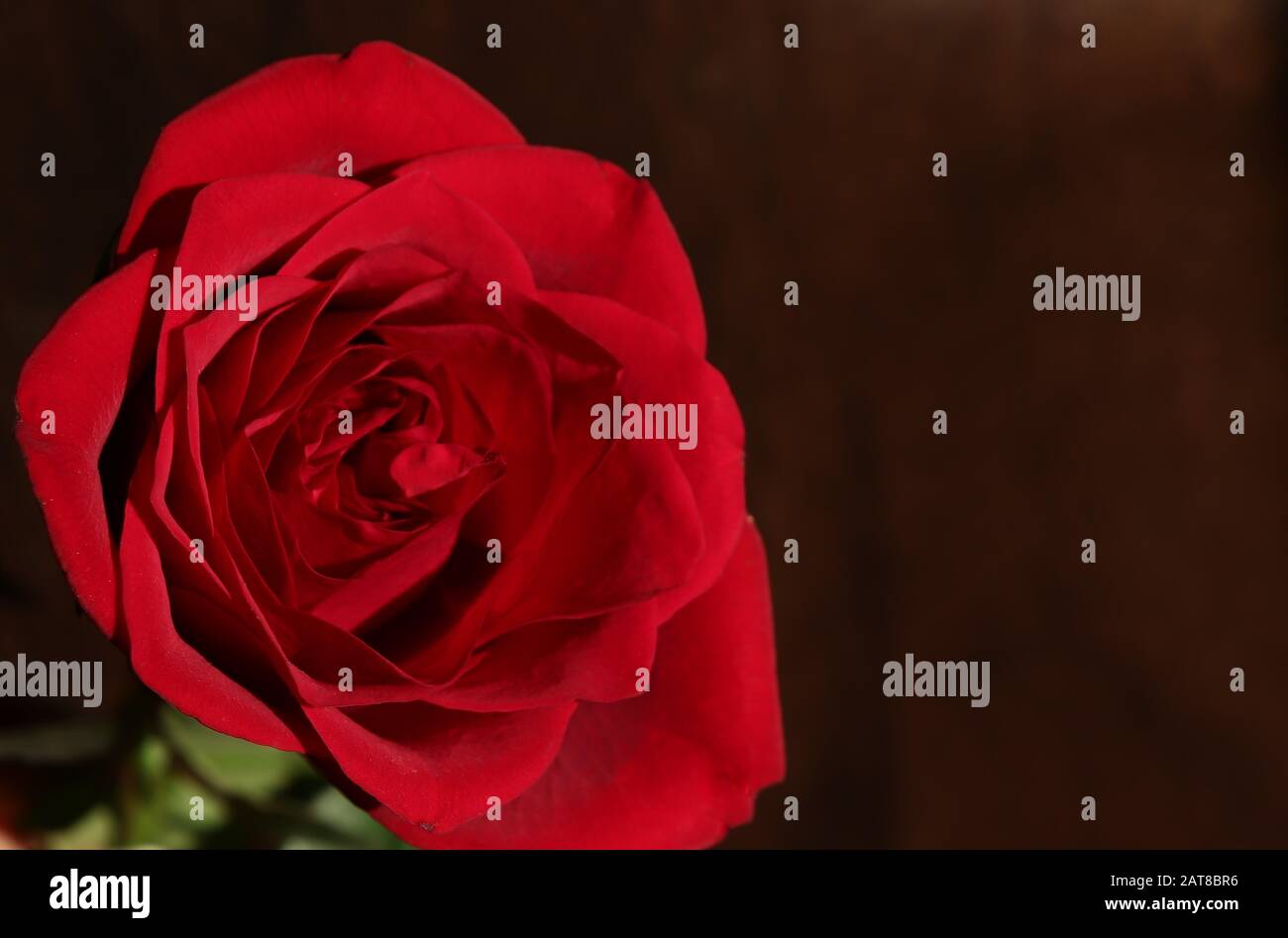 A single fresh red rose with copy space Stock Photo - Alamy