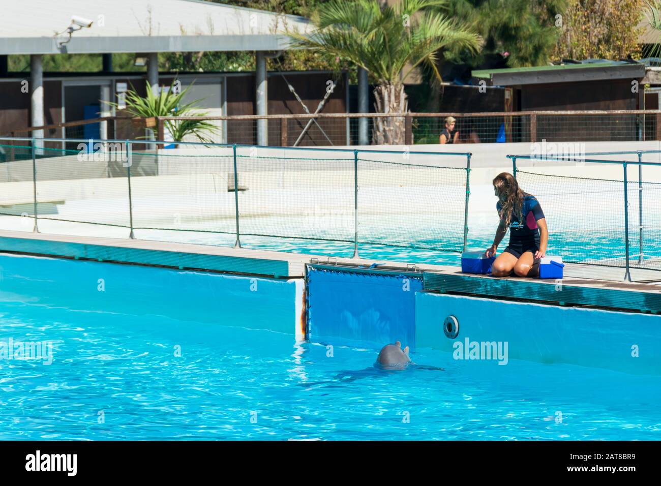 Dolphin fed by his trainer Stock Photo - Alamy