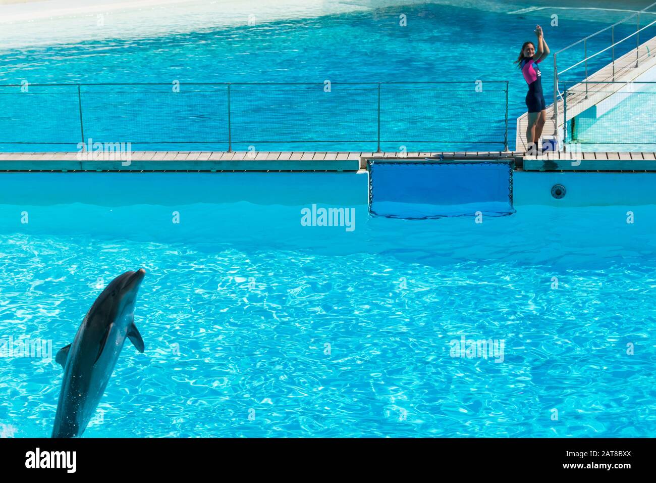 Dolphin walking on the water Stock Photo - Alamy