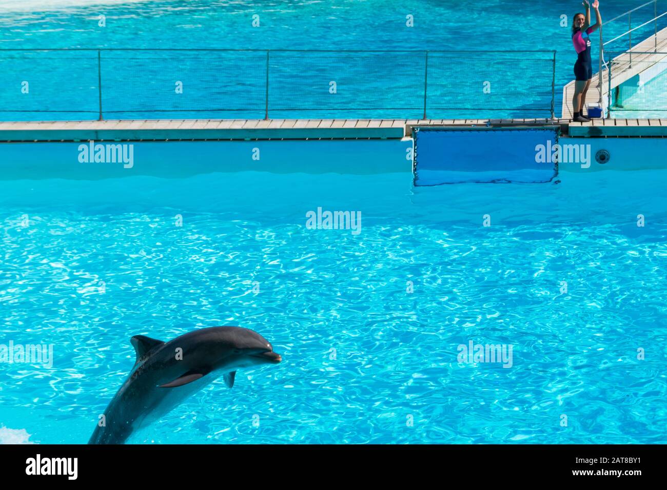 Dolphin walking on the water Stock Photo - Alamy