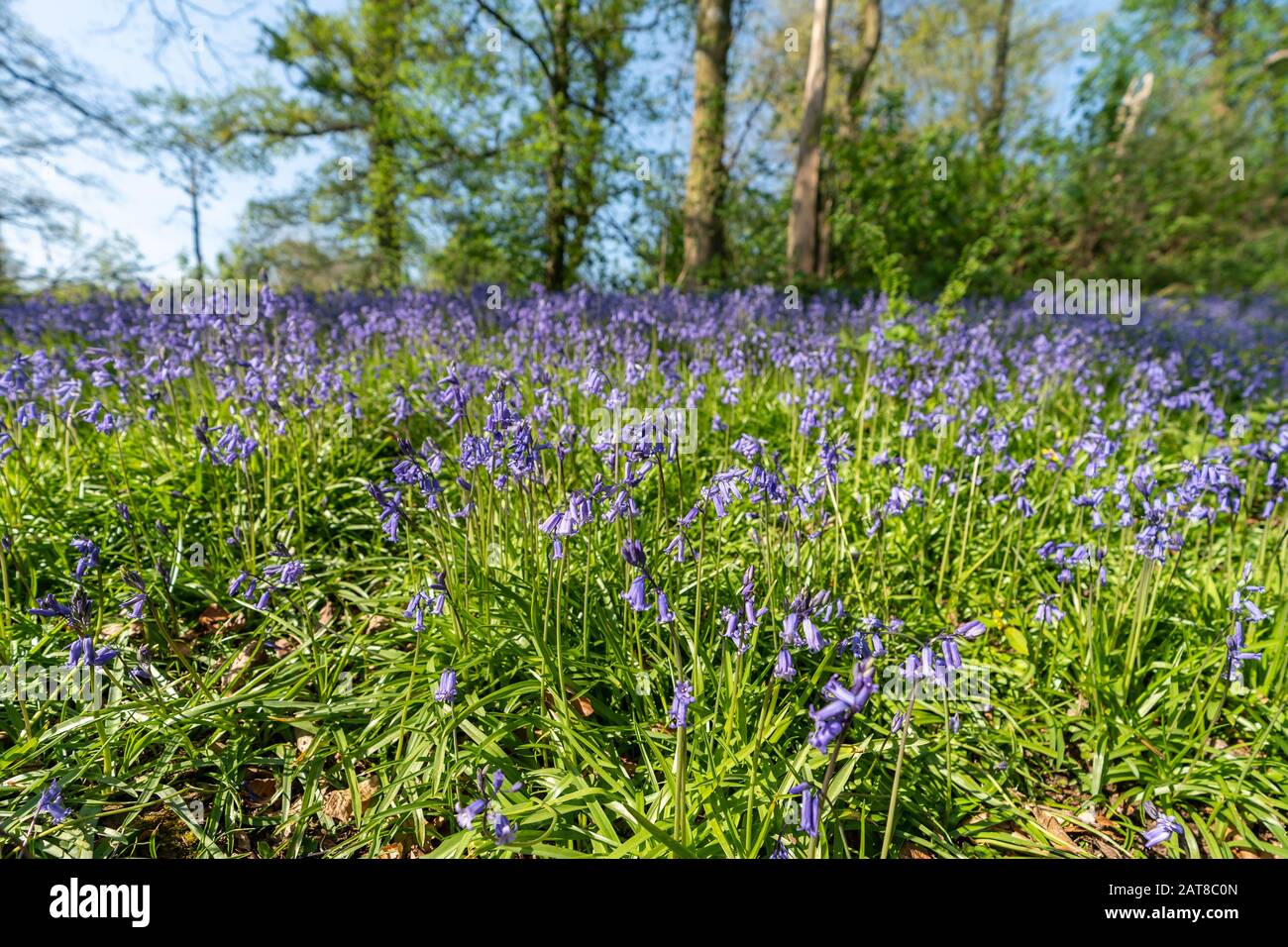 Oak wood wales spring hi-res stock photography and images - Alamy