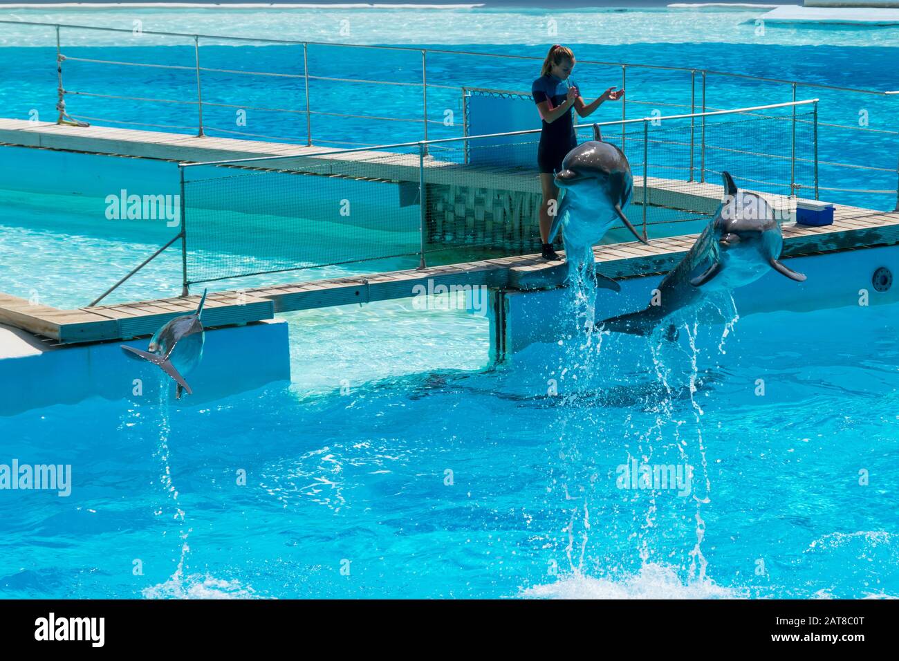 Dolphin instructor hi-res stock photography and images - Alamy