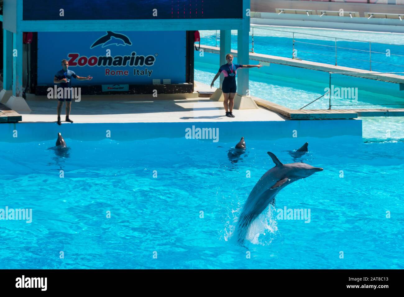 Dolphin back flip in front of his audience, Zoomarine Stock Photo - Alamy