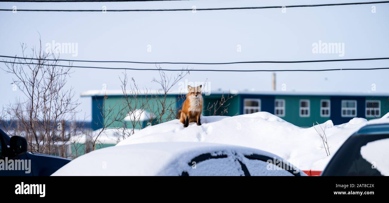 Red fox on ice frozen hi-res stock photography and images - Alamy