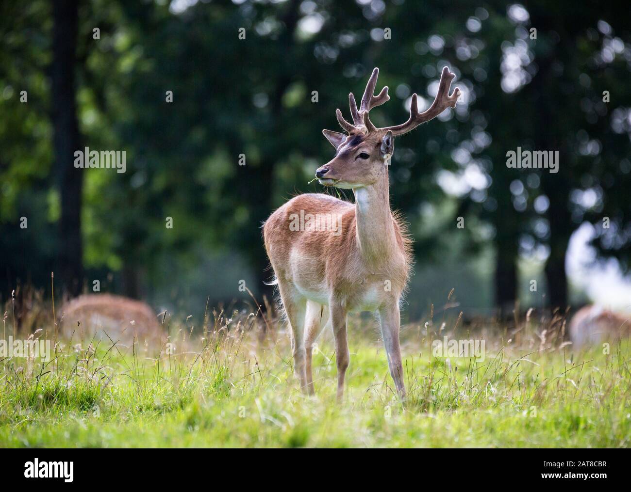 Fallow Deer Buck on the lookout Stock Photo - Alamy