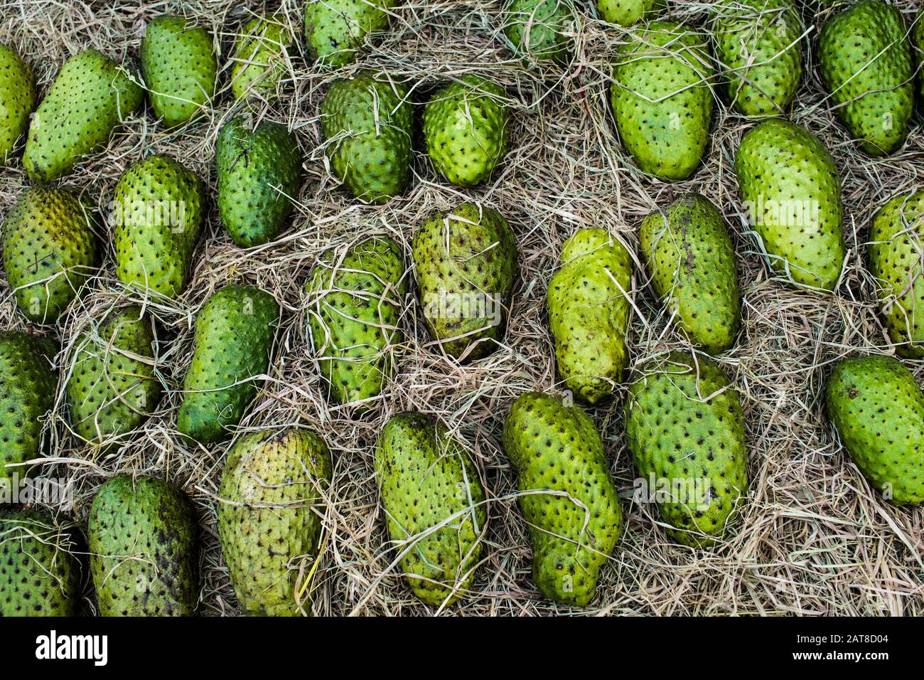 Green soursop fruit hi-res stock photography and images - Alamy