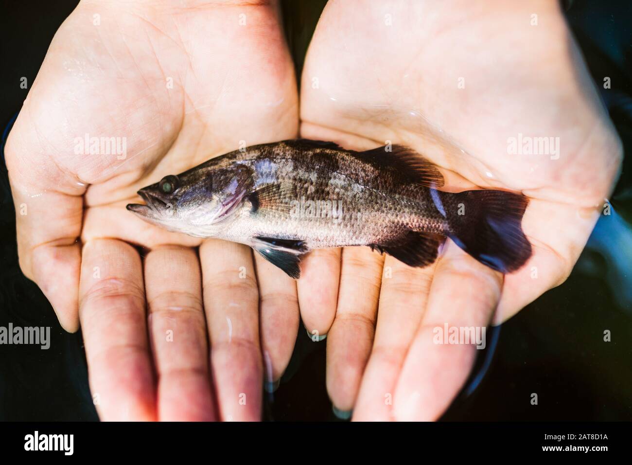 Barramundi Fish