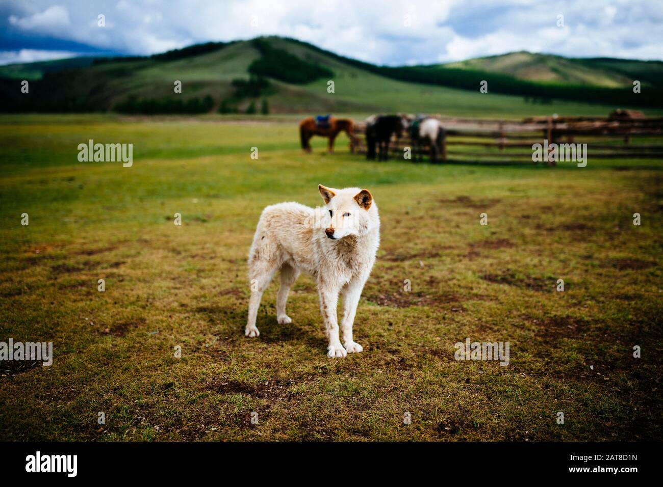 White guard dog standing on an open plains, small paddock with horses ...