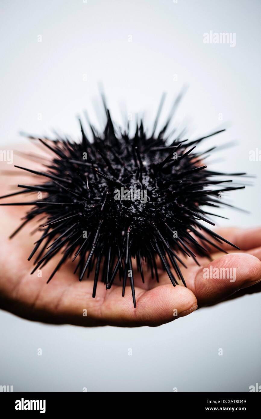 High angle close up of hand holding a fresh uni, sea urchin Stock Photo - Alamy