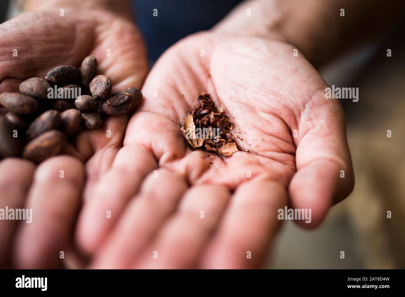 High angle close up hand holding crushed, roasted cocoa bean Stock ...