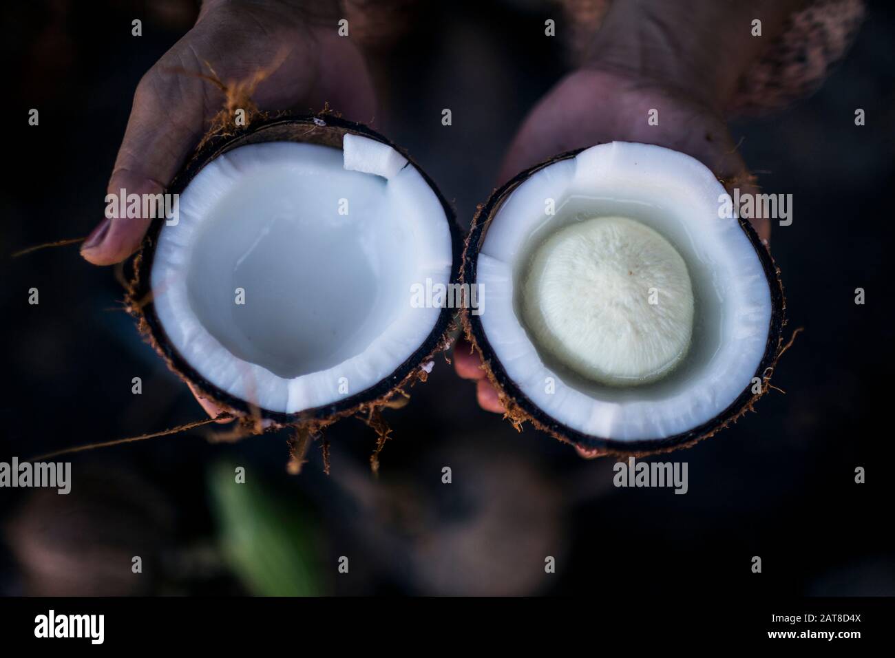 High angle close up of hand holding young coconut with a "seed" inside ...