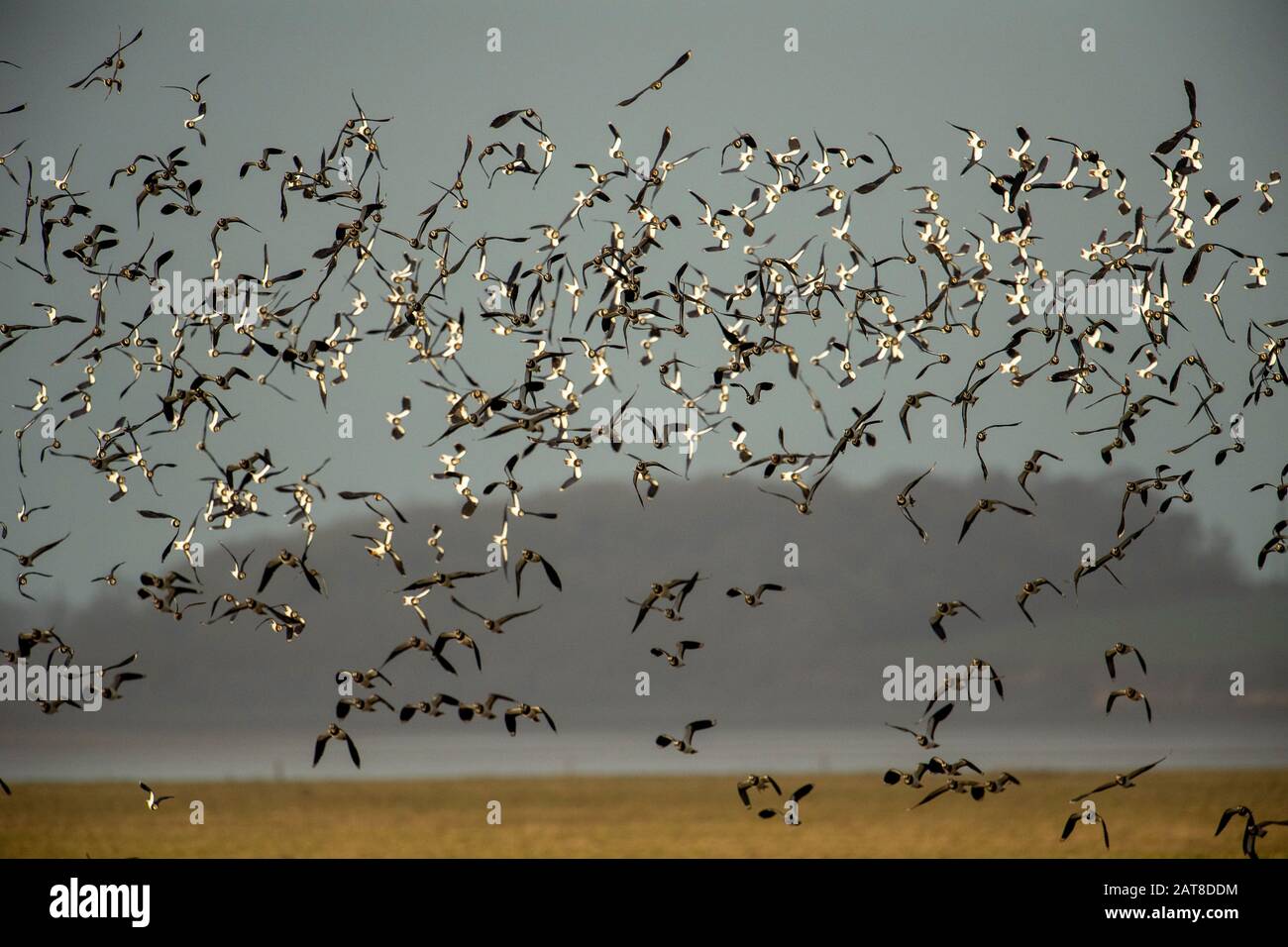 Farmbirds hi-res stock photography and images - Alamy