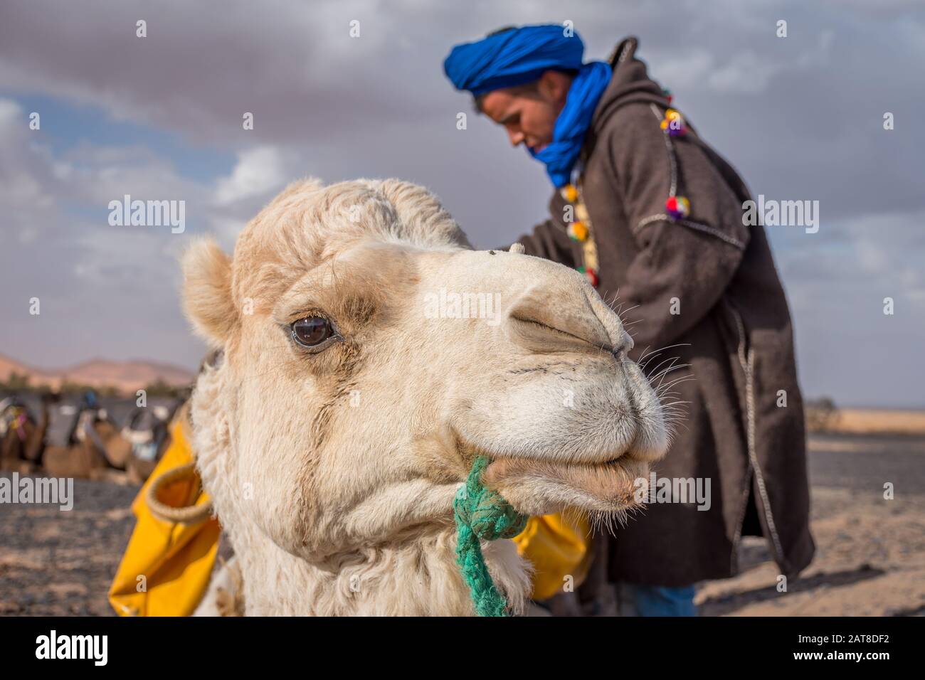 Golden guide hi-res stock photography and images - Alamy