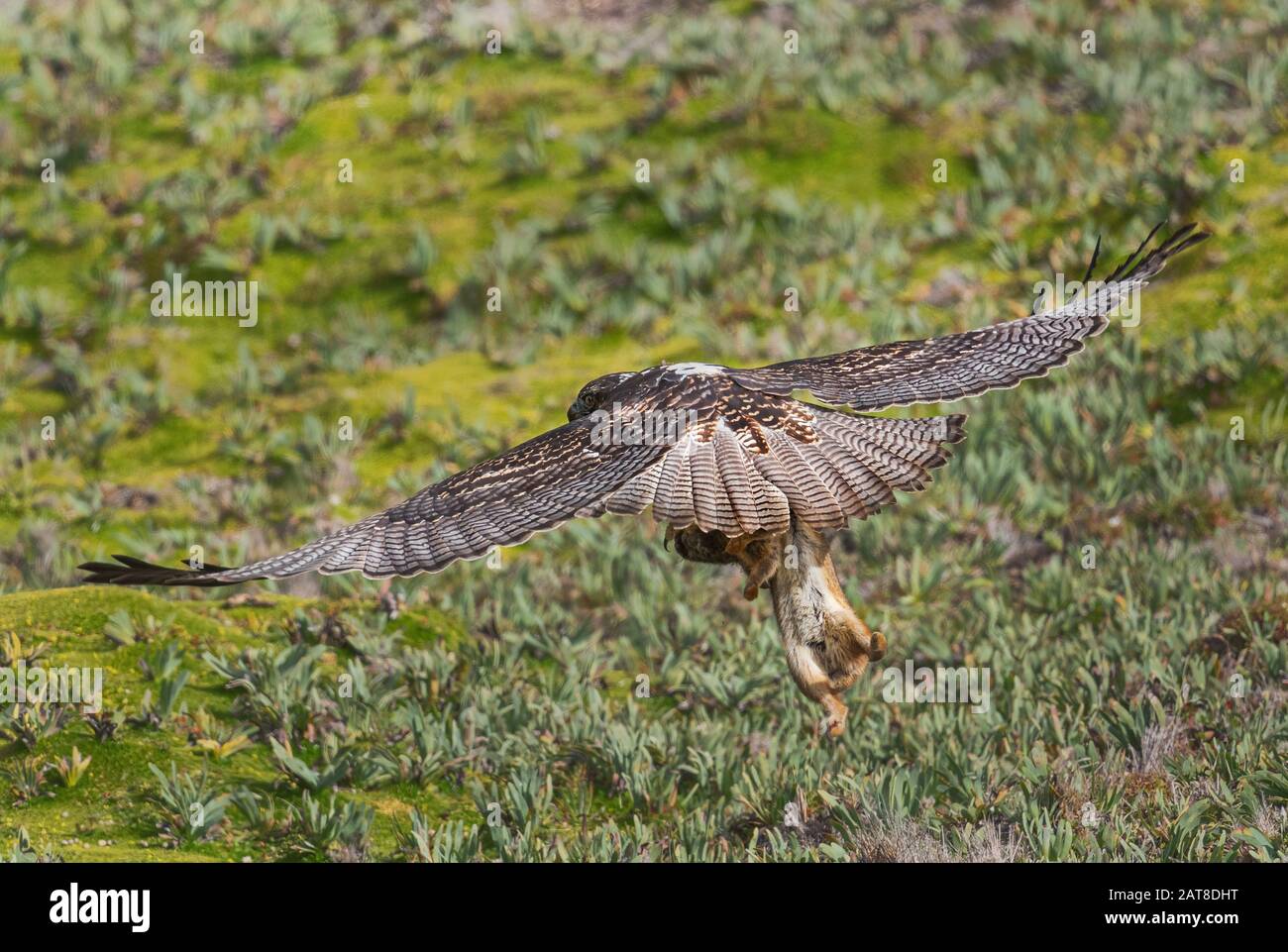 True hawk hi-res stock photography and images - Alamy