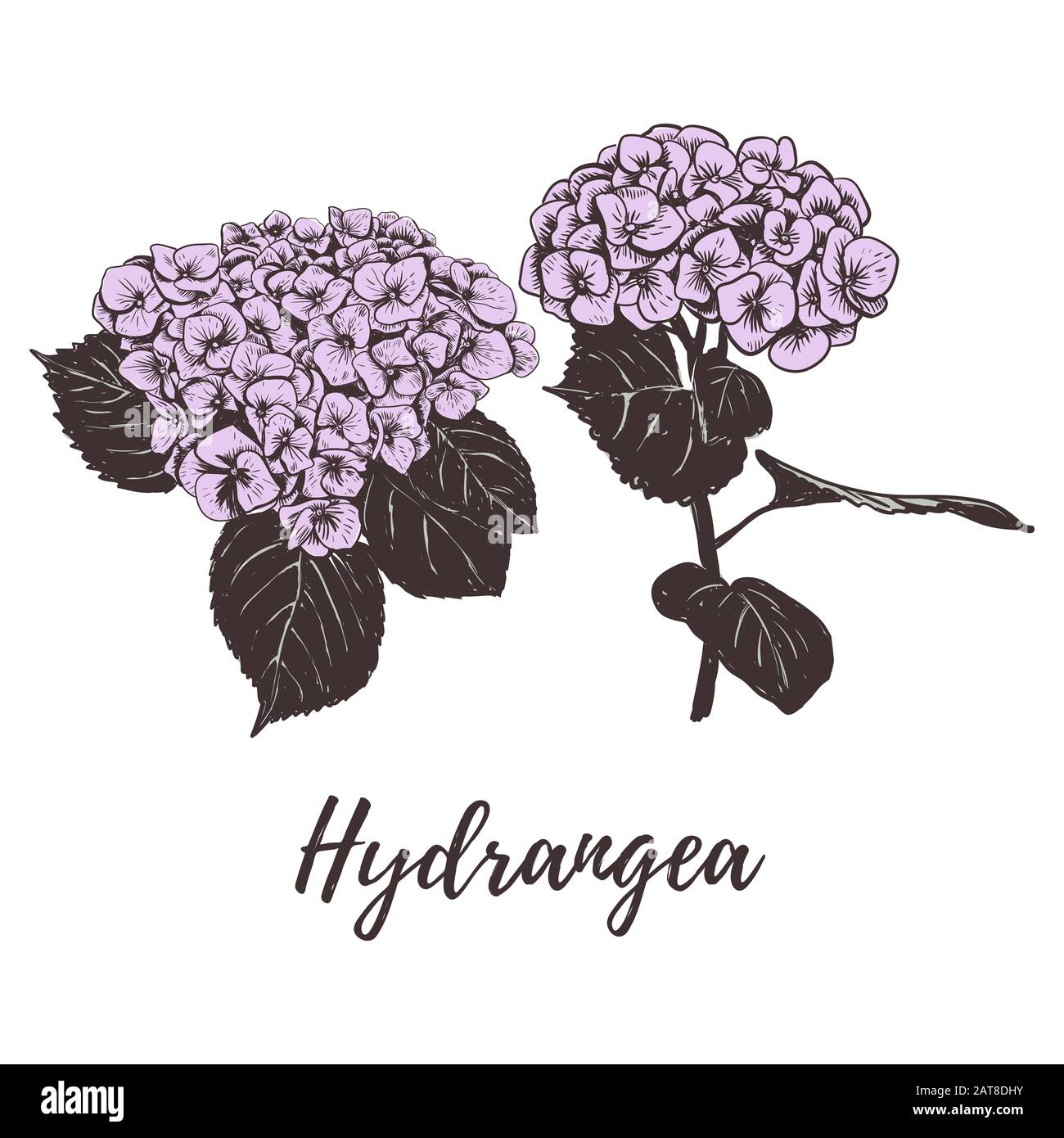 Violet hydrangea vector hand drawing Stock Vector Image & Art - Alamy